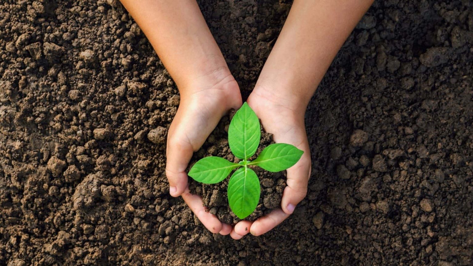 What Are the Basic Things Needed to Grow Plants? | Guide