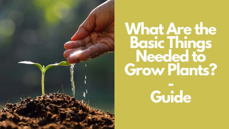 What Are the Basic Things Needed to Grow Plants? | Guide