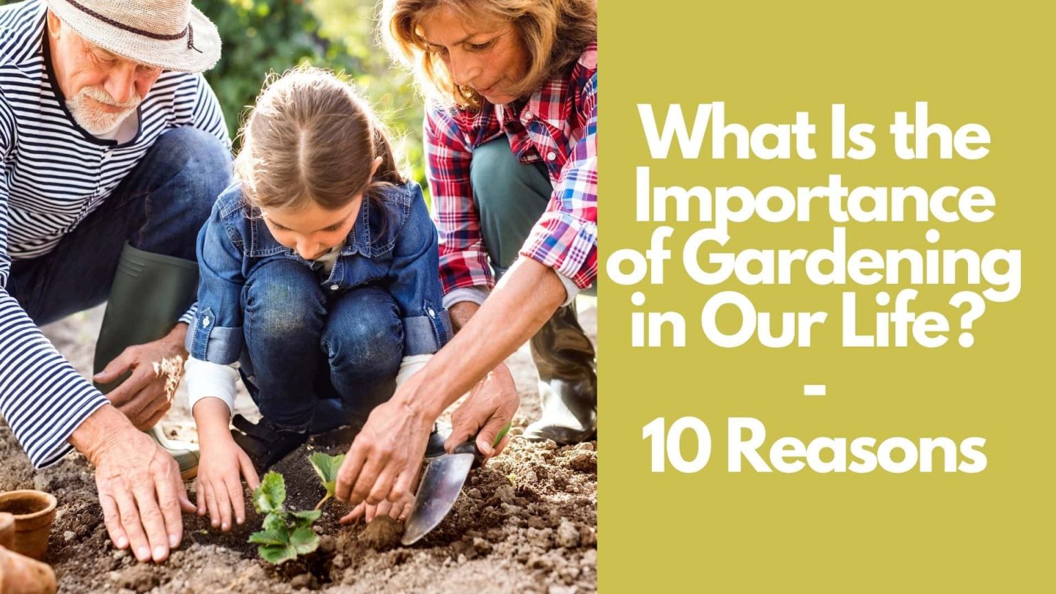 Why Gardening Is Important in Our Lives:10 Reasons Explained