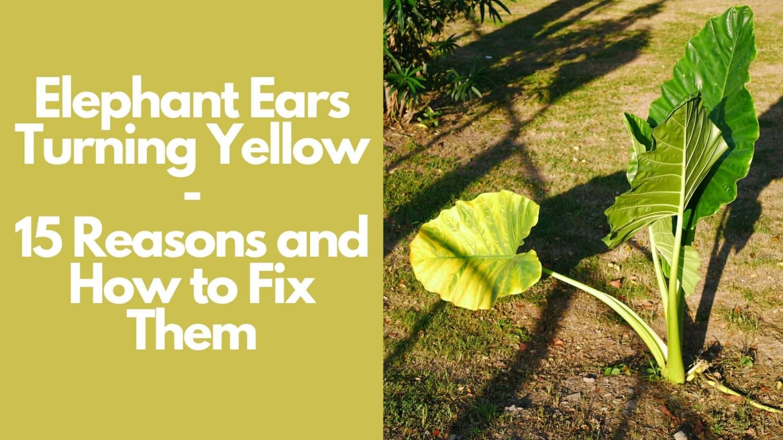 15 Reasons Why Your Elephant Ears Turning Yellow and Brown?