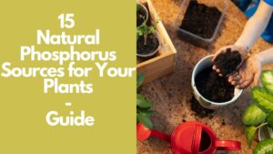 What Are the 15 Natural Phosphorus Sources for Your Plants?