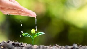 How Does Cold Water Affect Plant Growth: Guide with Risks