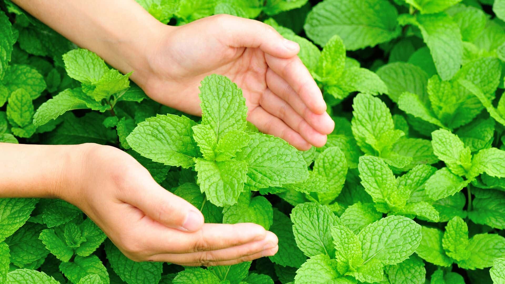 Why Are My Mint Leaves Turning Yellow: Guide with What to Do
