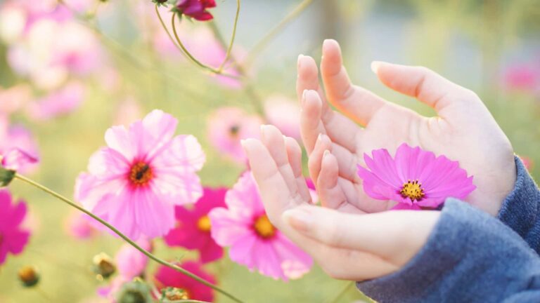 Why Are My Cosmos Not Flowering: How to Solve It? Guide