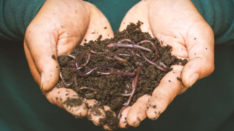 Do Earthworms Eat Plant Roots: Easy Guide to Save Plants