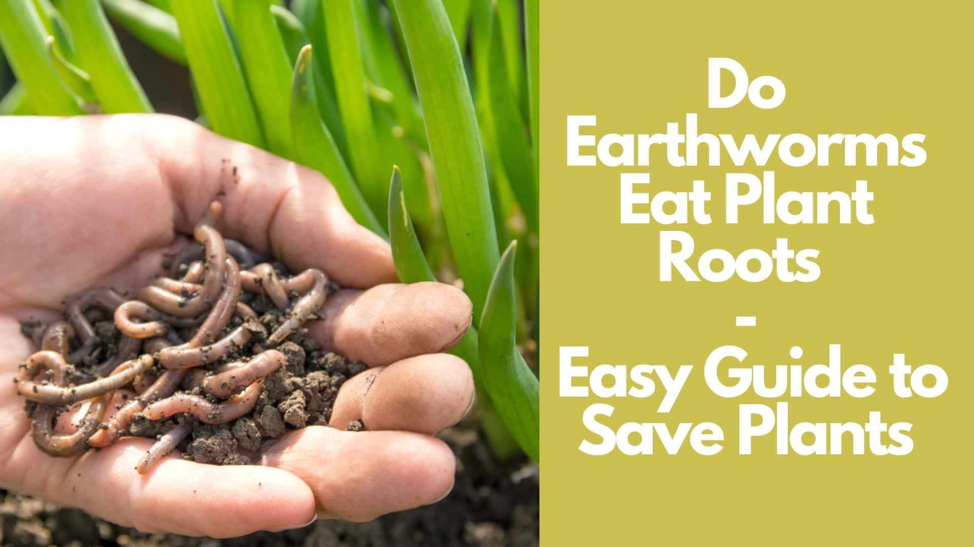 Do Earthworms Eat Plant Roots: Easy Guide to Save Plants