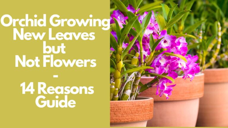 Why Does My Orchid Growing New Leaves but Not Flowers: Guide