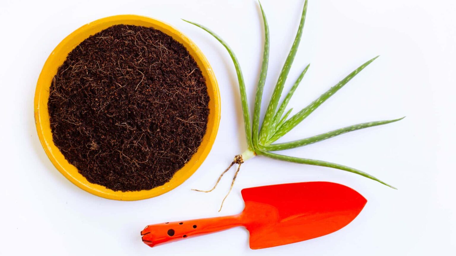 Can I Cut the Top Off My Aloe Plant: 5 Easy Steps with Tips