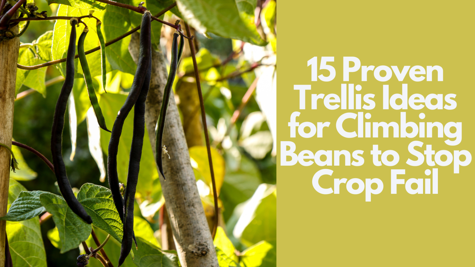15 Proven Trellis Ideas for Climbing Beans to Stop Crop Fail