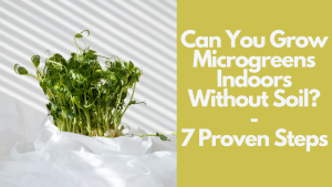 Can You Grow Microgreens Indoors Without Soil:7 Proven Steps