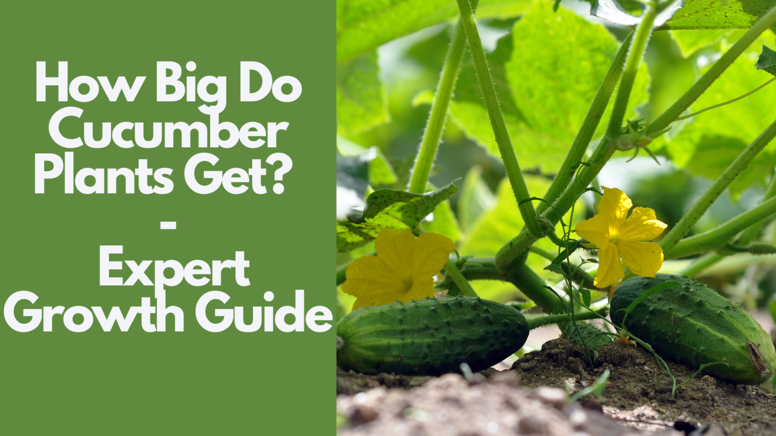 How Big Do Cucumber Plants Get? | Expert Growth Guide