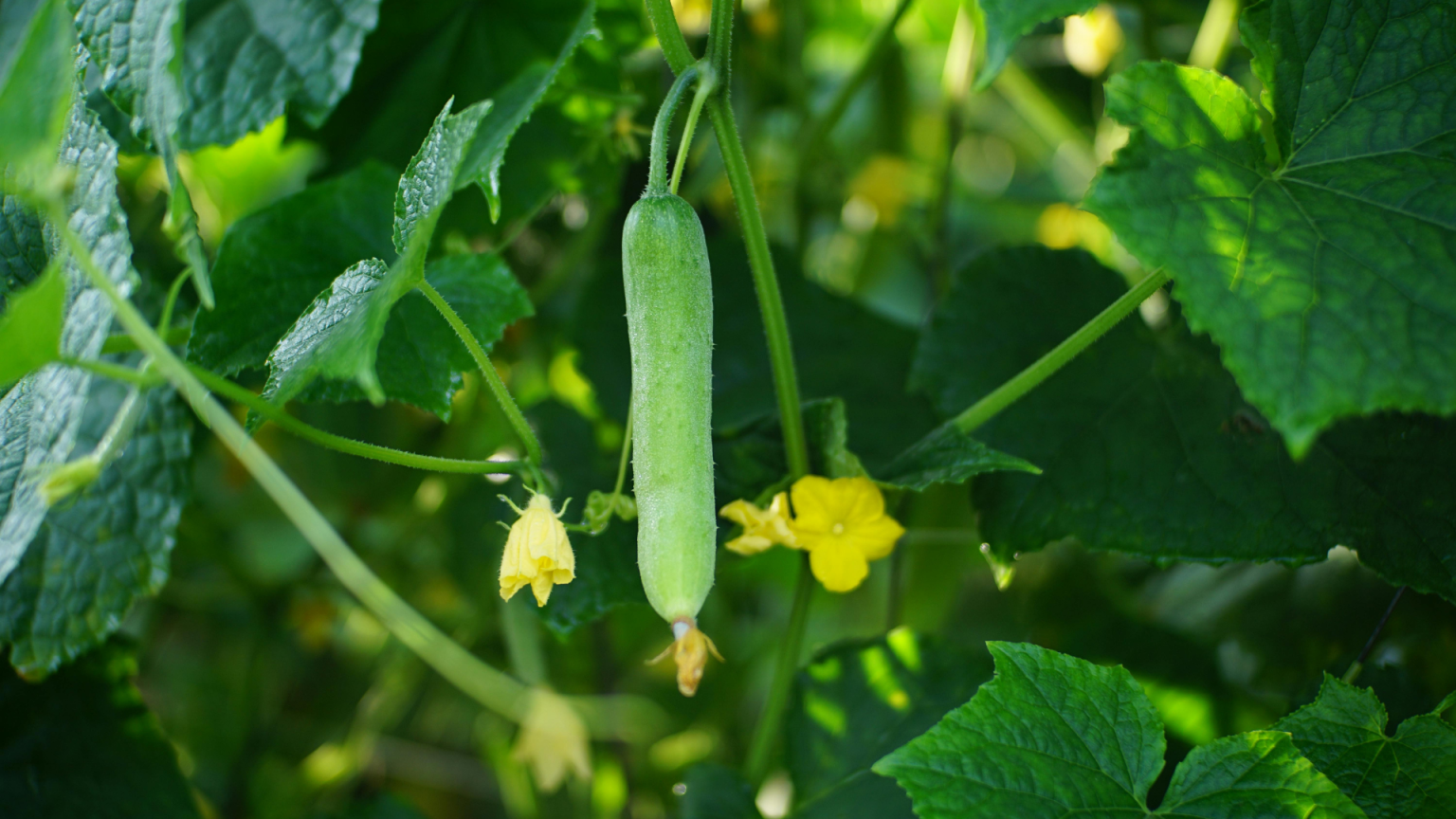 How Big Do Cucumber Plants Get? | Expert Growth Guide