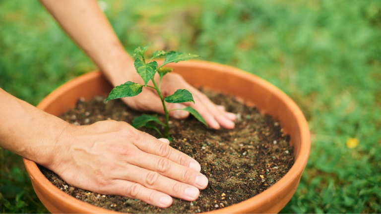 How Long Can Outdoor Plants Survive Without Water?: 7 Hacks