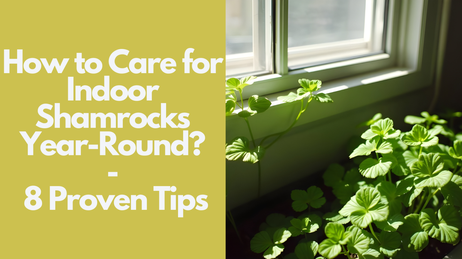 How to Care for Indoor Shamrocks Year-Round: 8 Proven Tips