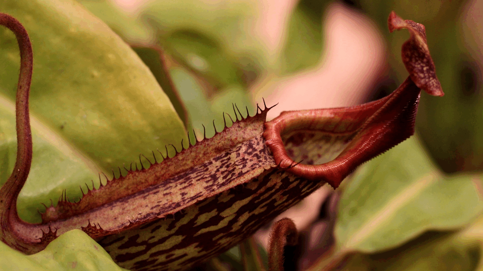 Watering Pitcher Plants: Best Methods & Mistakes to Avoid